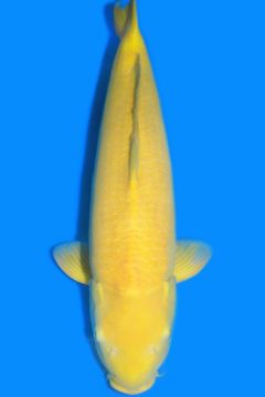 Koi Auktionen