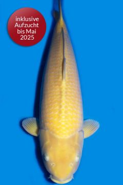 Koi Auktionen